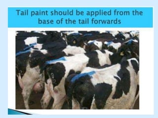 Lecture 4 estrus detection dairy cows | PDF