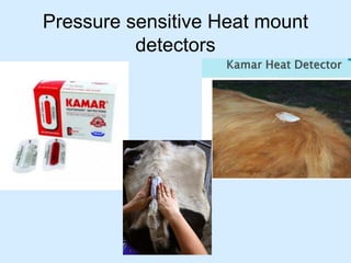 Lecture 4 estrus detection dairy cows | PDF