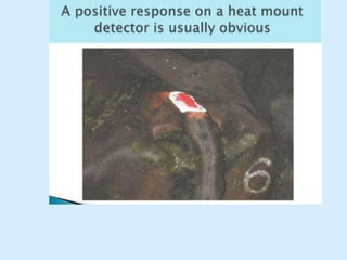 Lecture 4 estrus detection dairy cows | PDF