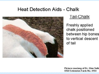 Lecture 4 estrus detection dairy cows | PDF