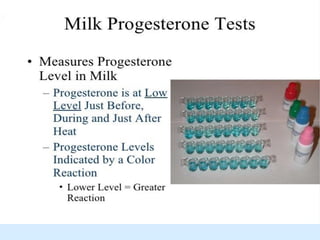 Lecture 4 estrus detection dairy cows | PDF