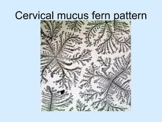 Lecture 4 estrus detection dairy cows | PDF