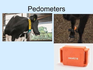 Lecture 4 estrus detection dairy cows | PDF