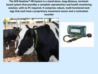 Lecture 4 estrus detection dairy cows | PDF