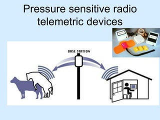 Lecture 4 estrus detection dairy cows | PDF