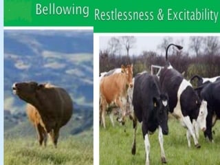 Lecture 4 estrus detection dairy cows | PDF