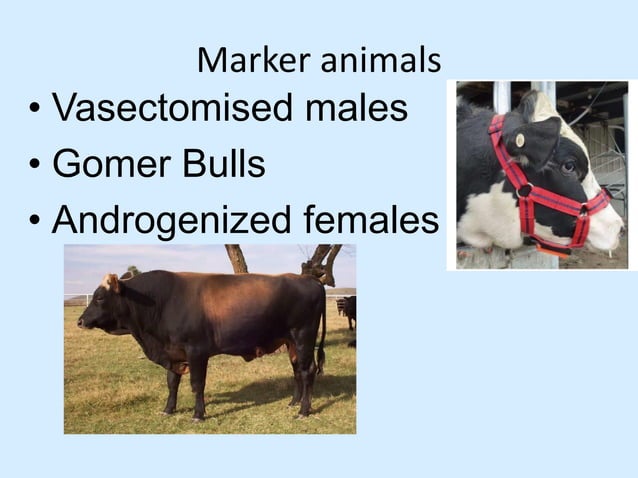 Lecture 4 estrus detection dairy cows | PDF
