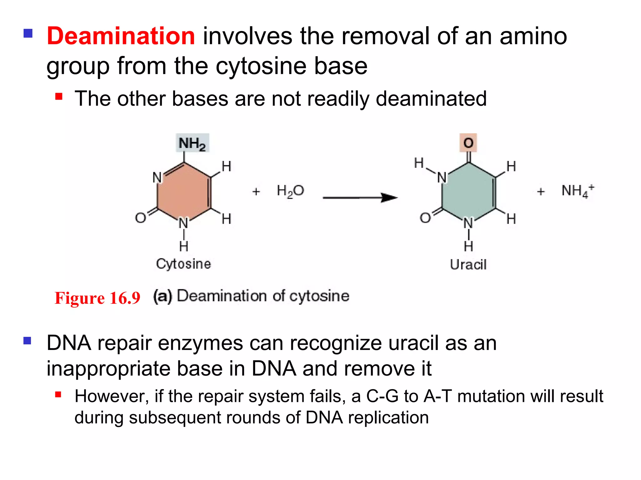 Lecture 4, gene mutation.ppt