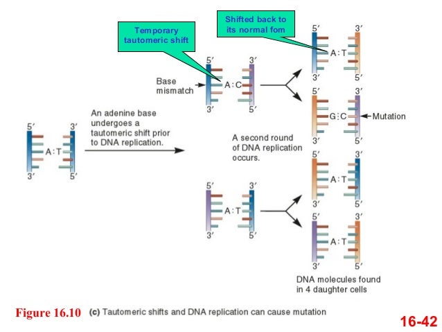 Lecture 4, gene mutation.ppt