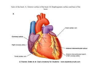 Sulcus Terminalis Heart