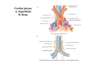 Superficial Cardiac Plexus