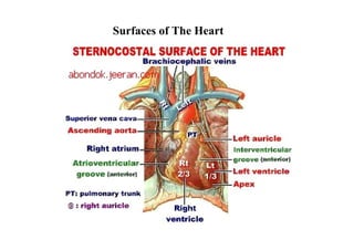 Atrioventricular Groove