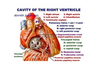 Supraventricular Crest