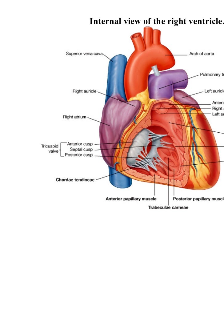 Heart Anatomy Interior View Diagram The Heart Anatomy Quizlet