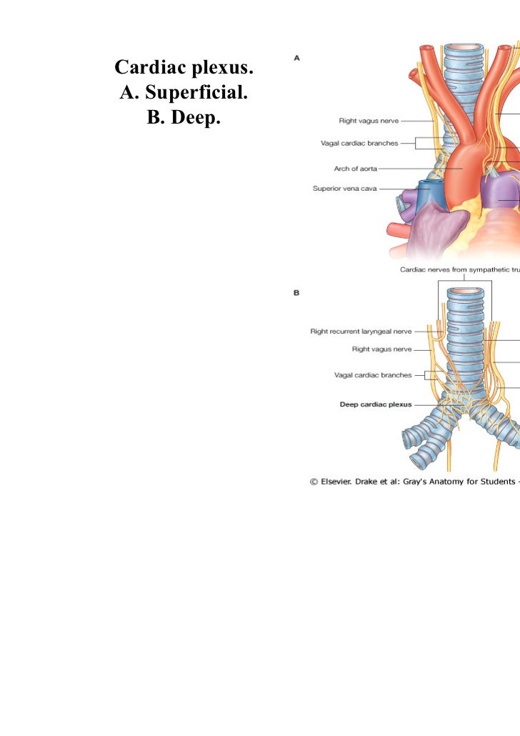 Lecture 4 Heart Anatomy