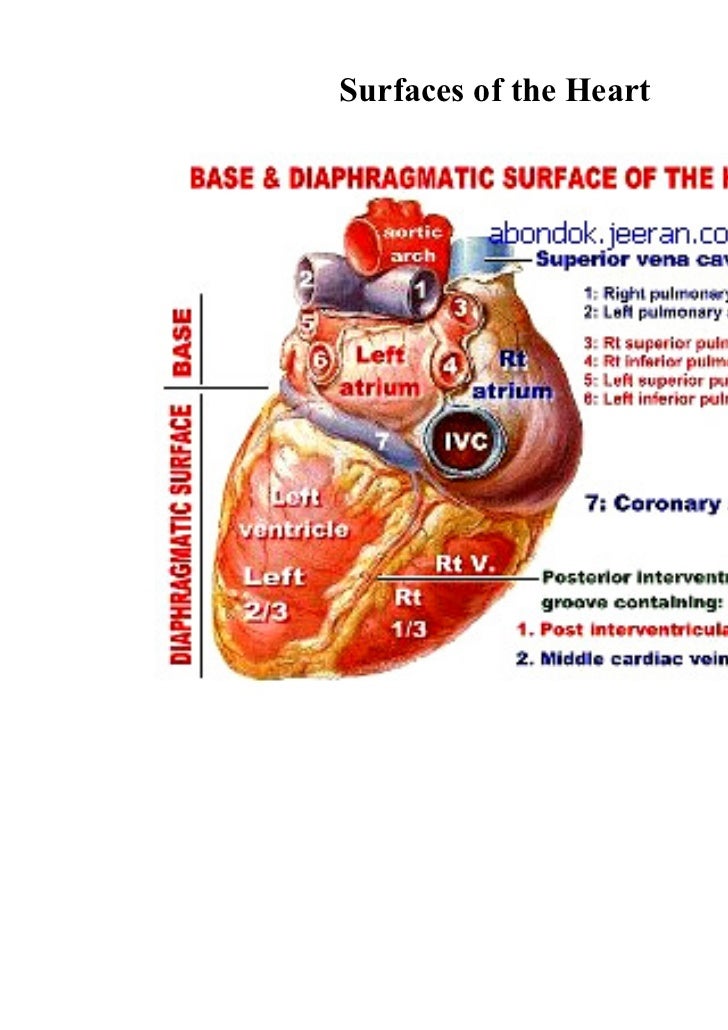 Lecture 4 Heart Anatomy