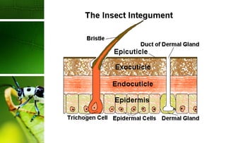 Lecture 4 INSECT CUTICLE and moulting.pptx
