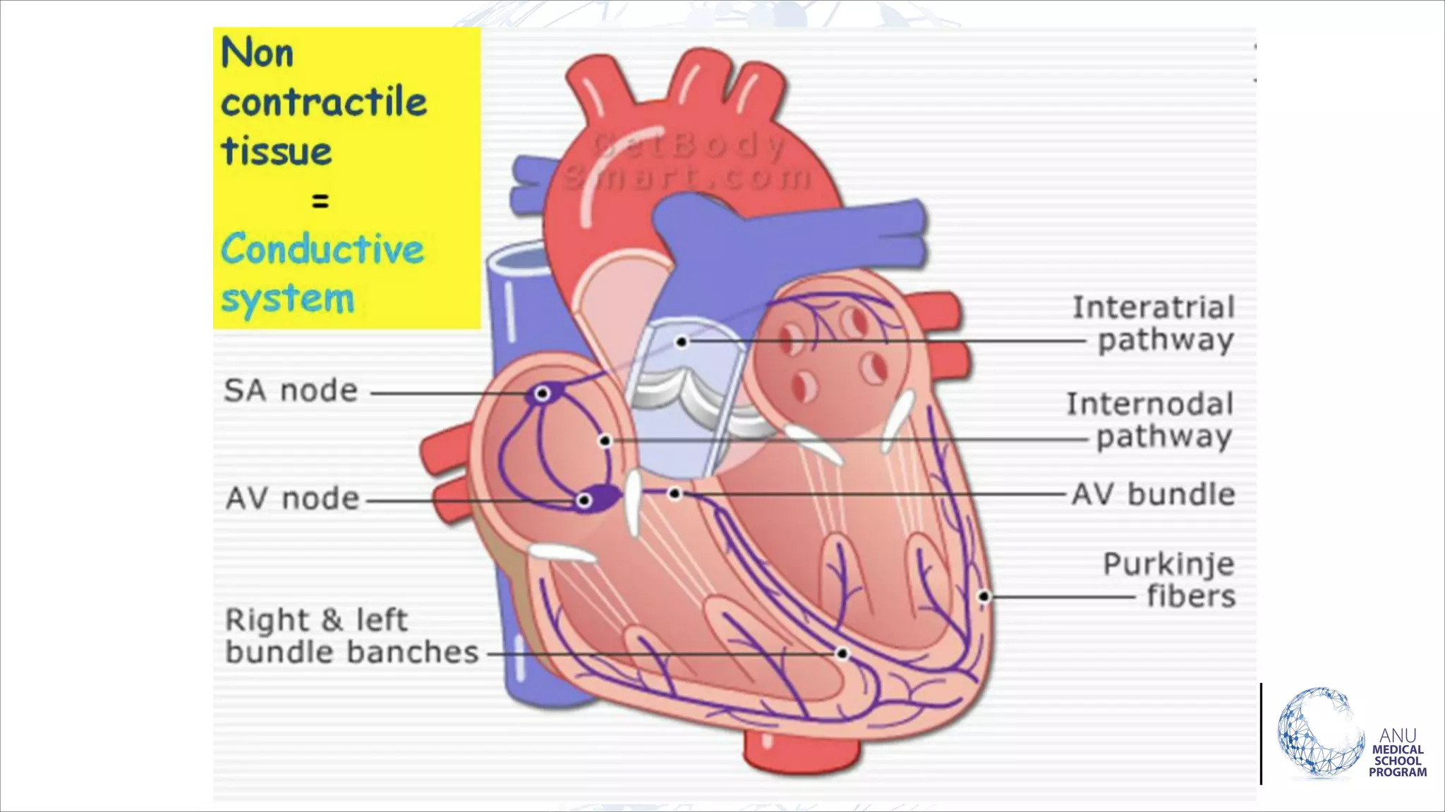 Lecture 4 Introduction and cardiac automaticity (Physiology 1).pdf