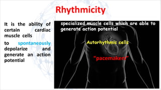 Lecture 4 Introduction and cardiac automaticity (Physiology 1).pdf