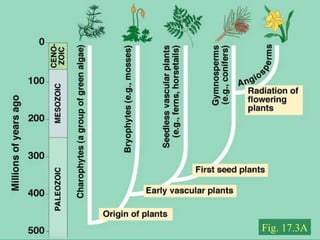Lecture4 life cycle of plants | PPT