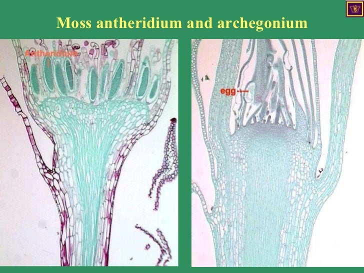 Lecture4 life cycle of plants