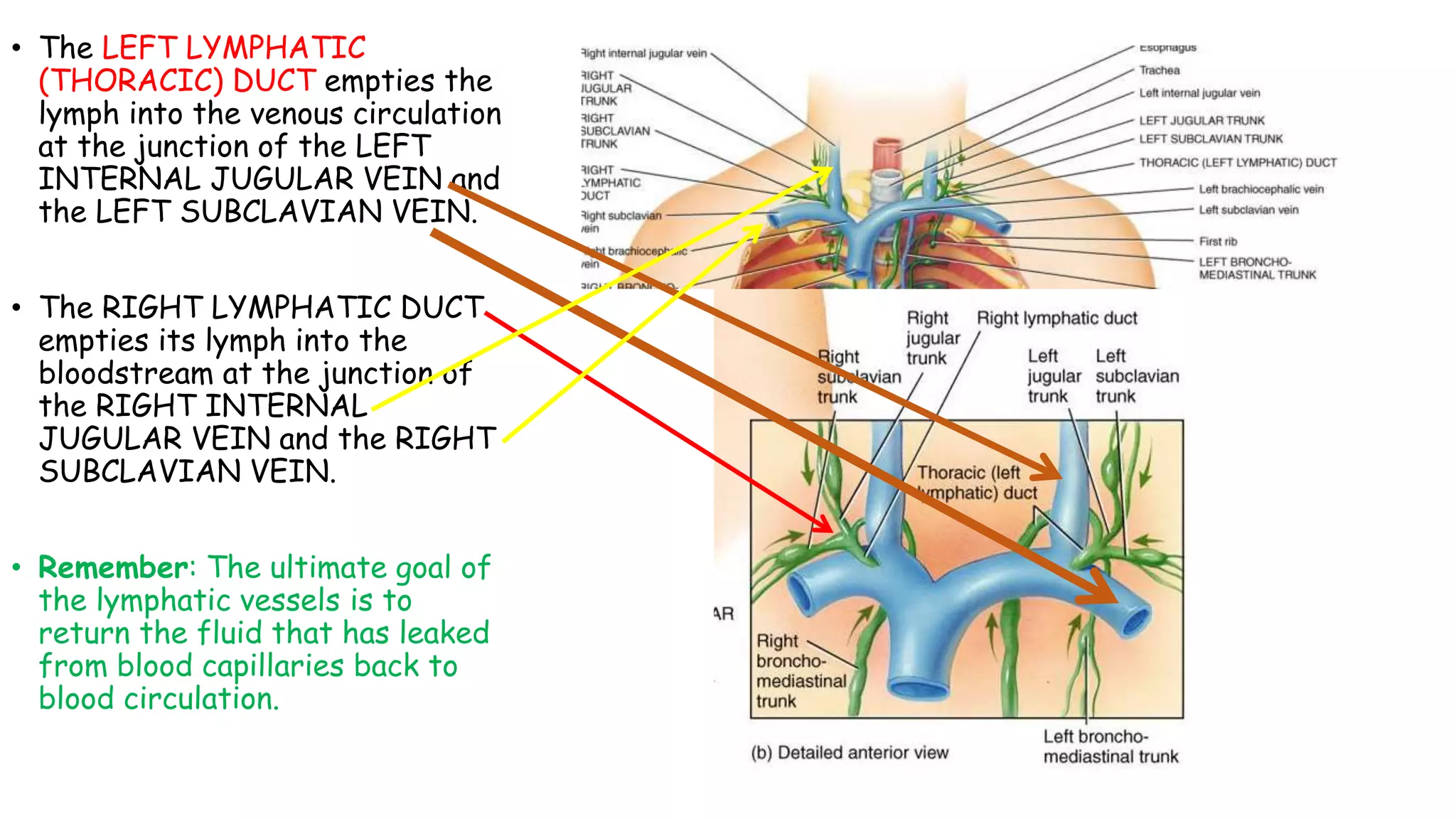Lecture 4 lymphatic system | PPTX