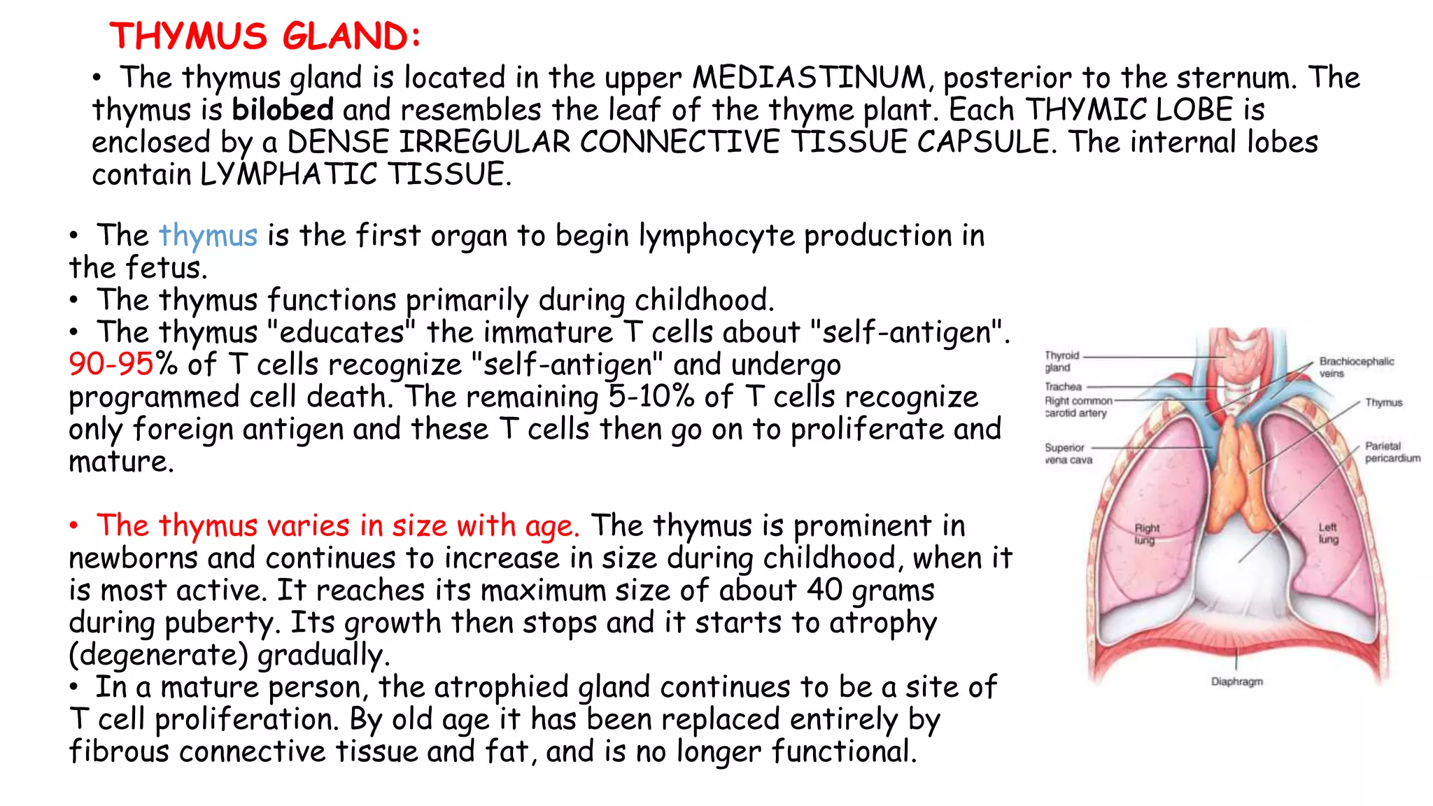 Lecture 4 Lymphatic System Pptx
