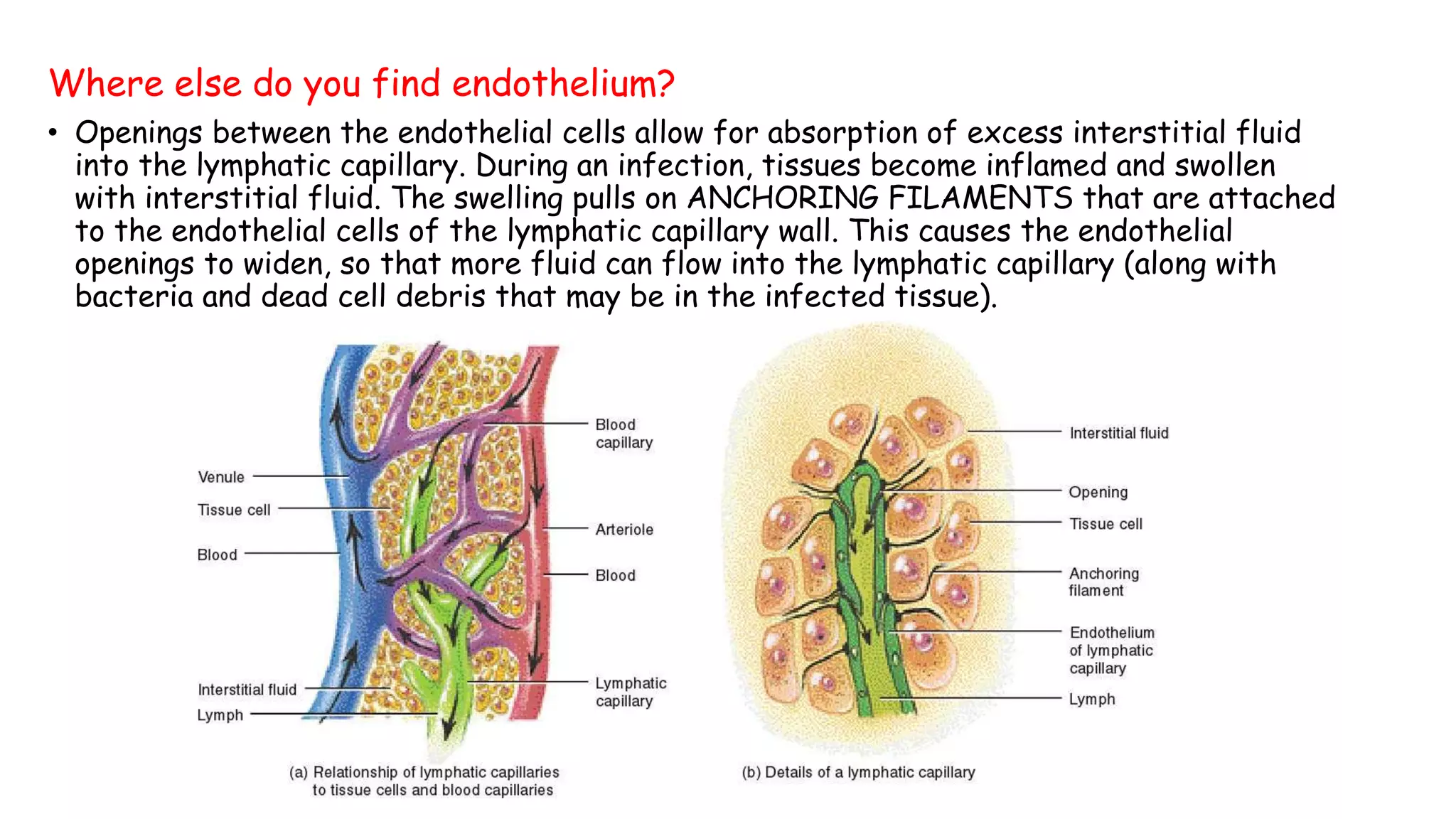 Lecture 4 lymphatic system | PPTX