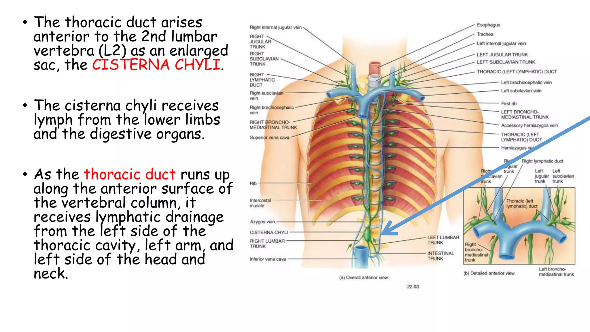 Lecture 4 lymphatic system | PPTX