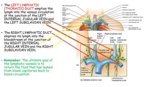 Lecture 4 lymphatic system | PPTX