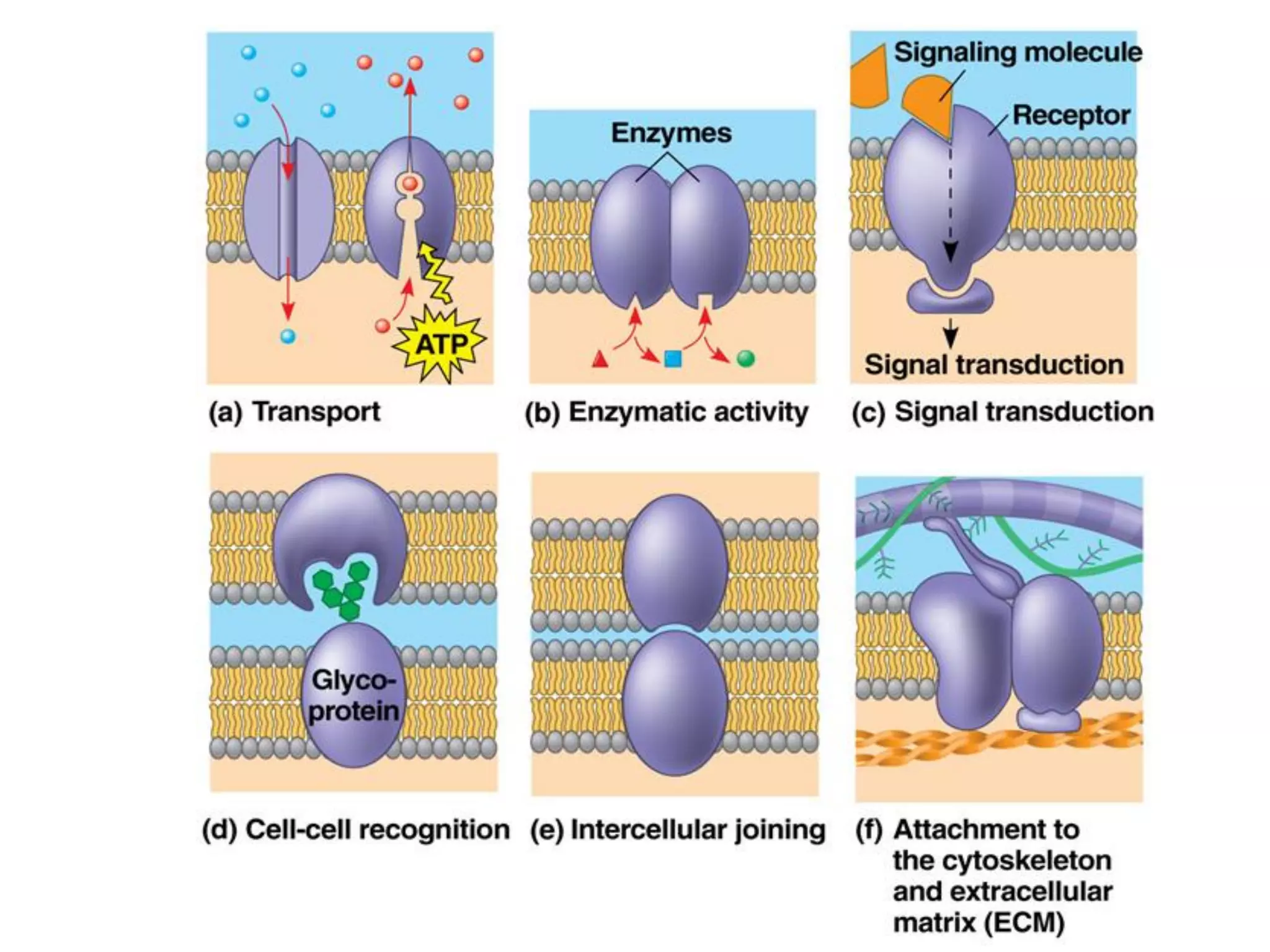 Lecture 4 Membrane Structure and Membrane Transport of Small Molecules ...