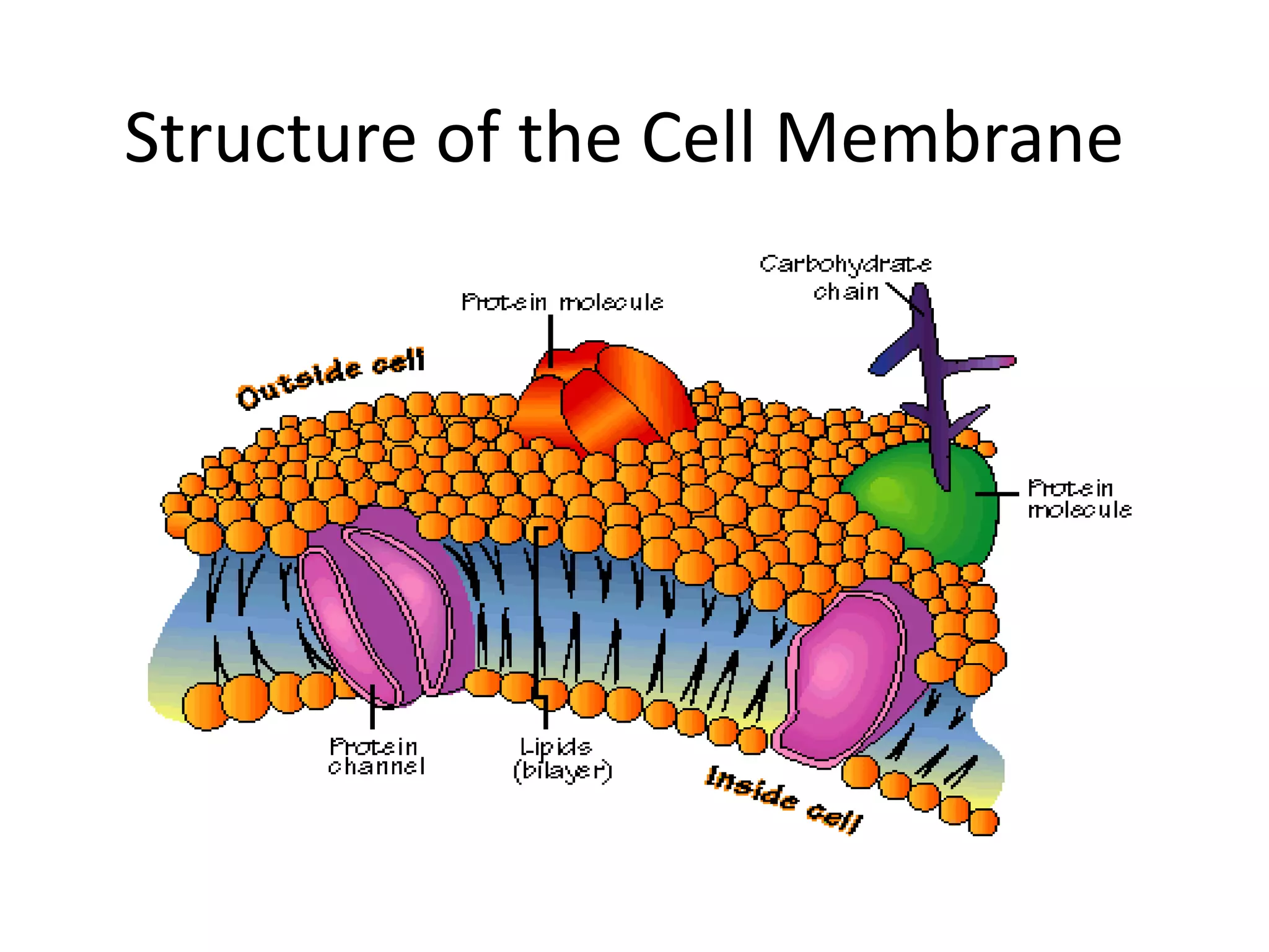 Lecture 4 Membrane Structure and Membrane Transport of Small Molecules ...