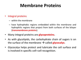 Lecture 4 Membrane Structure and Membrane Transport of Small Molecules ...