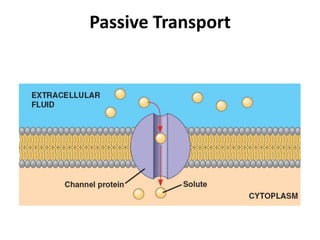 Lecture 4 Membrane Structure and Membrane Transport of Small Molecules ...