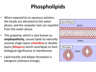 Lecture 4 Membrane Structure and Membrane Transport of Small Molecules ...