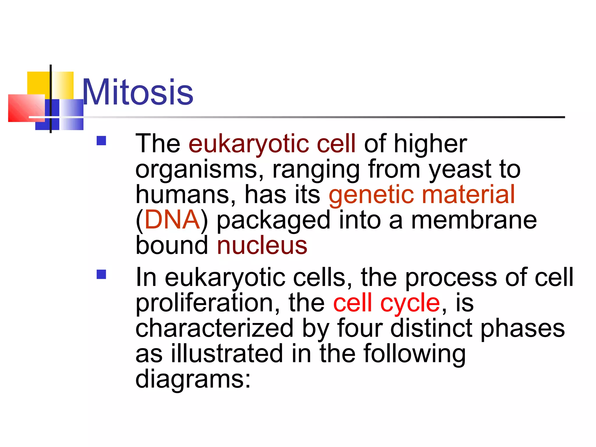 Lecture 4 mitosis | PPT