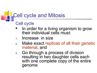 Lecture 4 mitosis | PPT