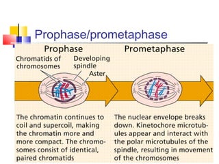 Lecture 4 mitosis | PPT | Needlework | Arts and Crafts