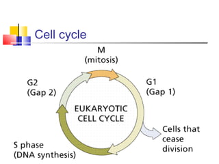 Lecture 4 mitosis | PPT | Needlework | Arts and Crafts
