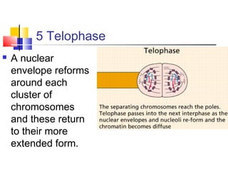 Lecture 4 mitosis | PPT