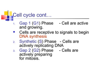 Lecture 4 mitosis | PPT | Needlework | Arts and Crafts