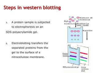 Lecture 4 northern and western blotting 2 | PPT