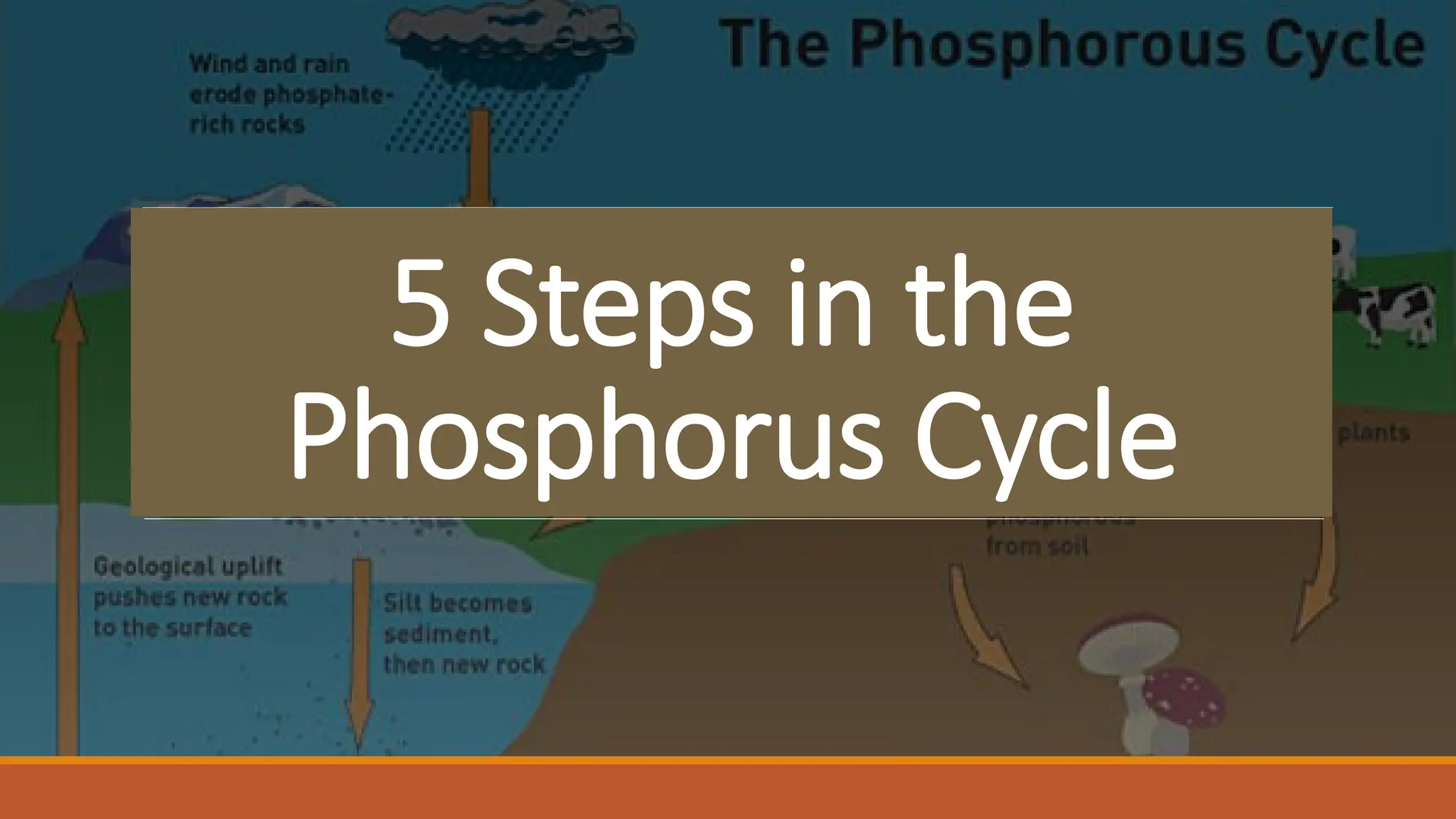 Lecture 4 PHOSPHORUS AND SULFUR CYCLE.pdf