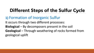 Lecture 4 PHOSPHORUS AND SULFUR CYCLE.pdf