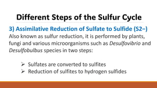 Lecture 4 PHOSPHORUS AND SULFUR CYCLE.pdf