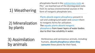 Lecture 4 PHOSPHORUS AND SULFUR CYCLE.pdf