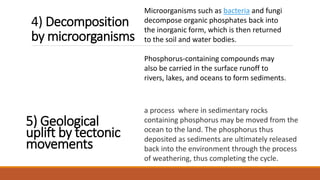 Lecture 4 PHOSPHORUS AND SULFUR CYCLE.pdf