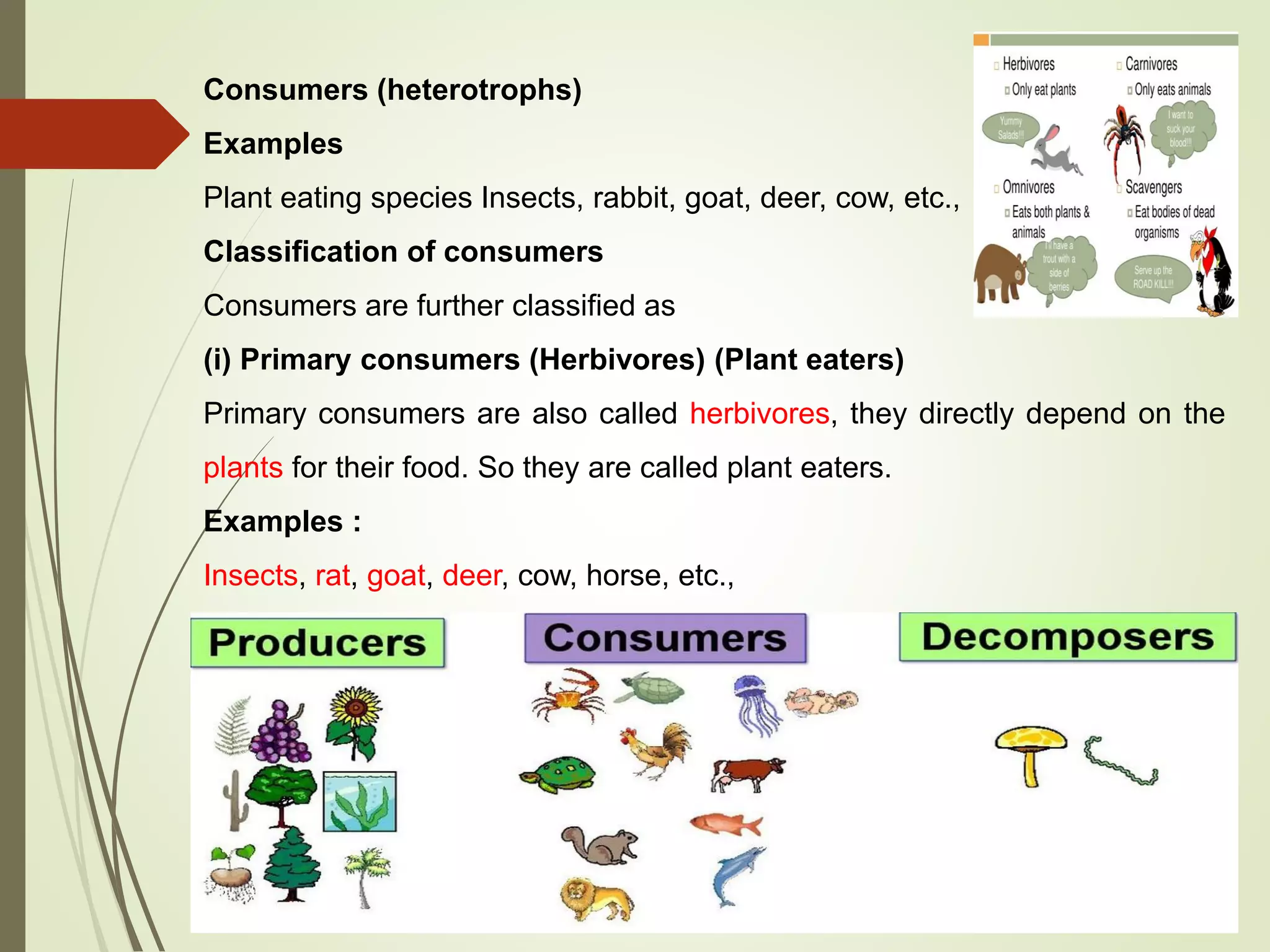 Lecture 4ppt Ecosystem | PDF