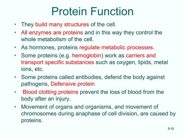 Lecture 4 Proteins.ppt