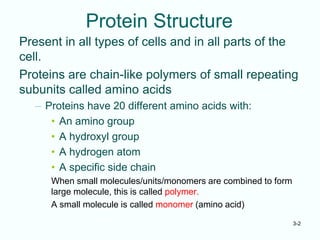 Lecture 4 Proteins.ppt
